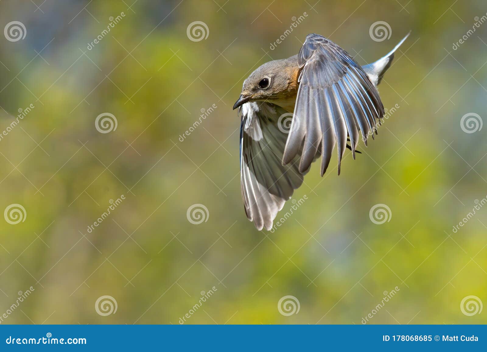 Eastern Bluebird in Flight stock image. Image of beautiful - 178068685