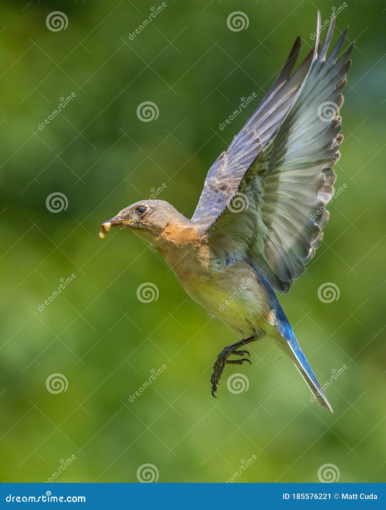 Eastern Bluebird in Flight stock image. Image of carolina - 185576221