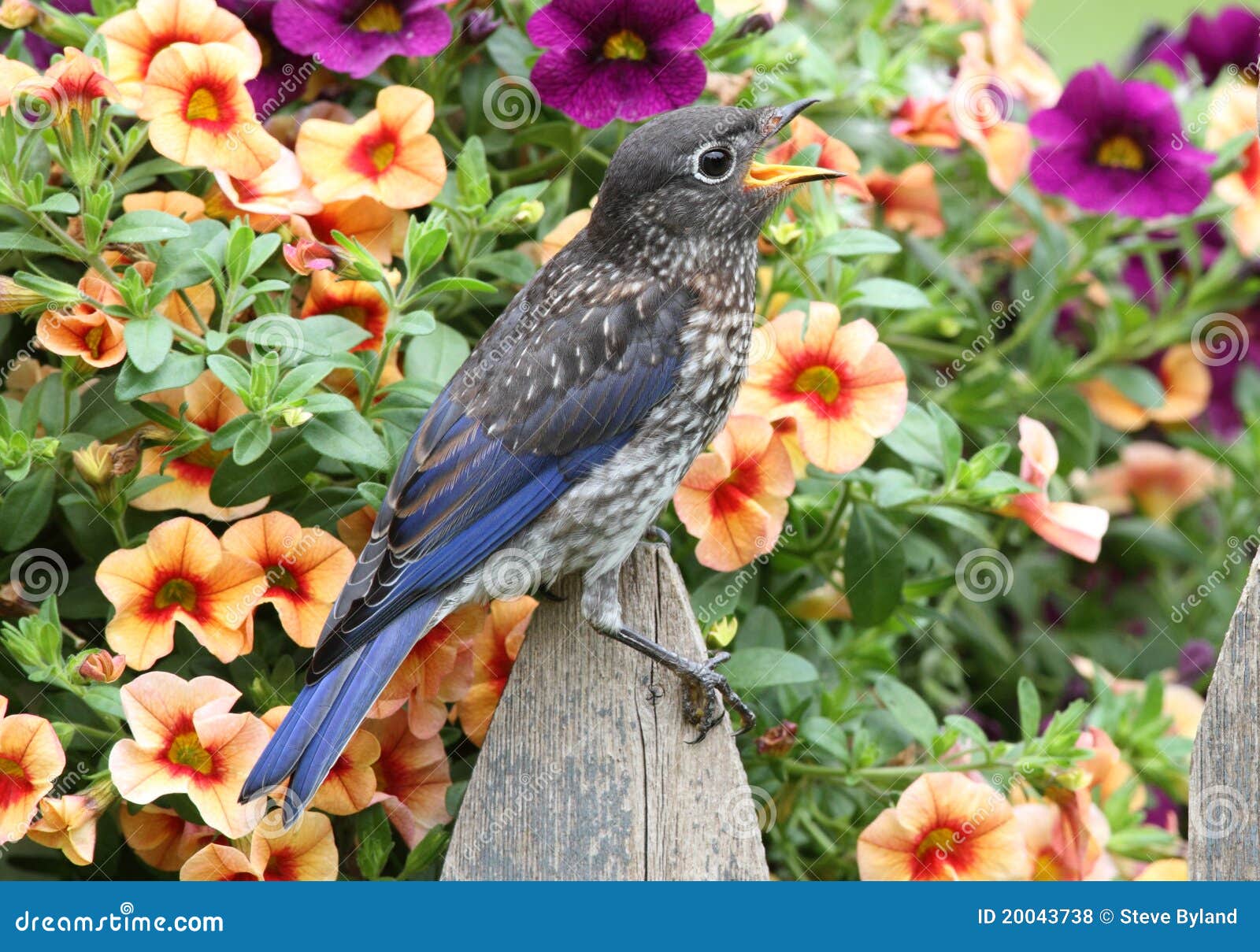 Eastern Bluebird with Flowers Stock Photo - Image of animal, avian ...