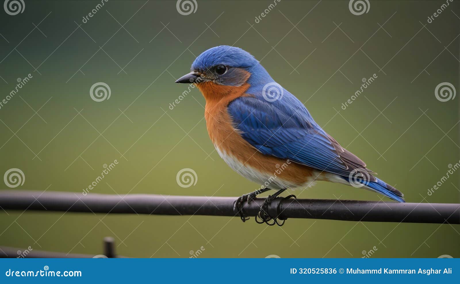 Eastern Bluebird Generative Ai Stock Illustration - Illustration of ...