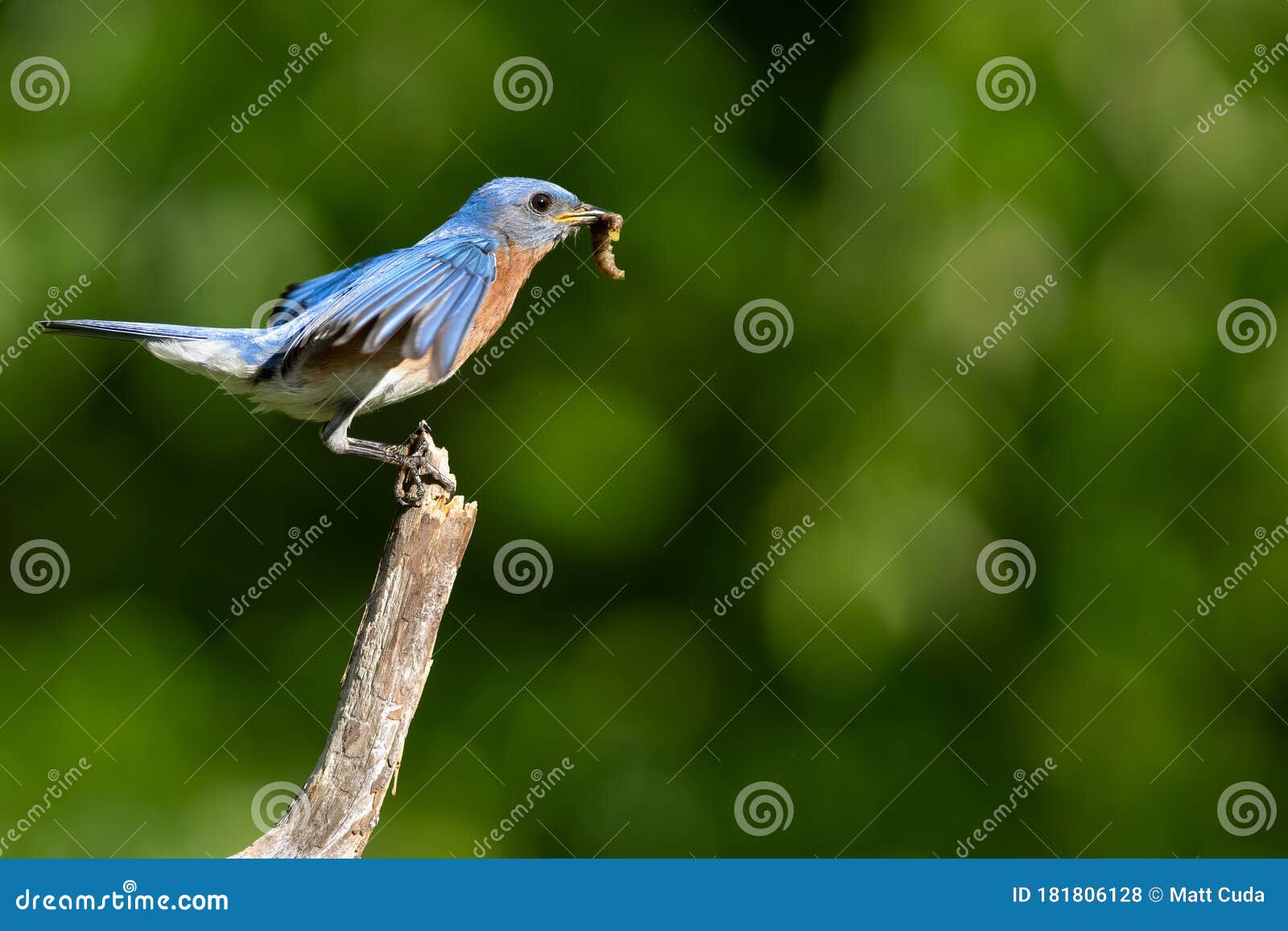 Eastern Bluebird Taking Flight Stock Photo - Image of earthworm ...