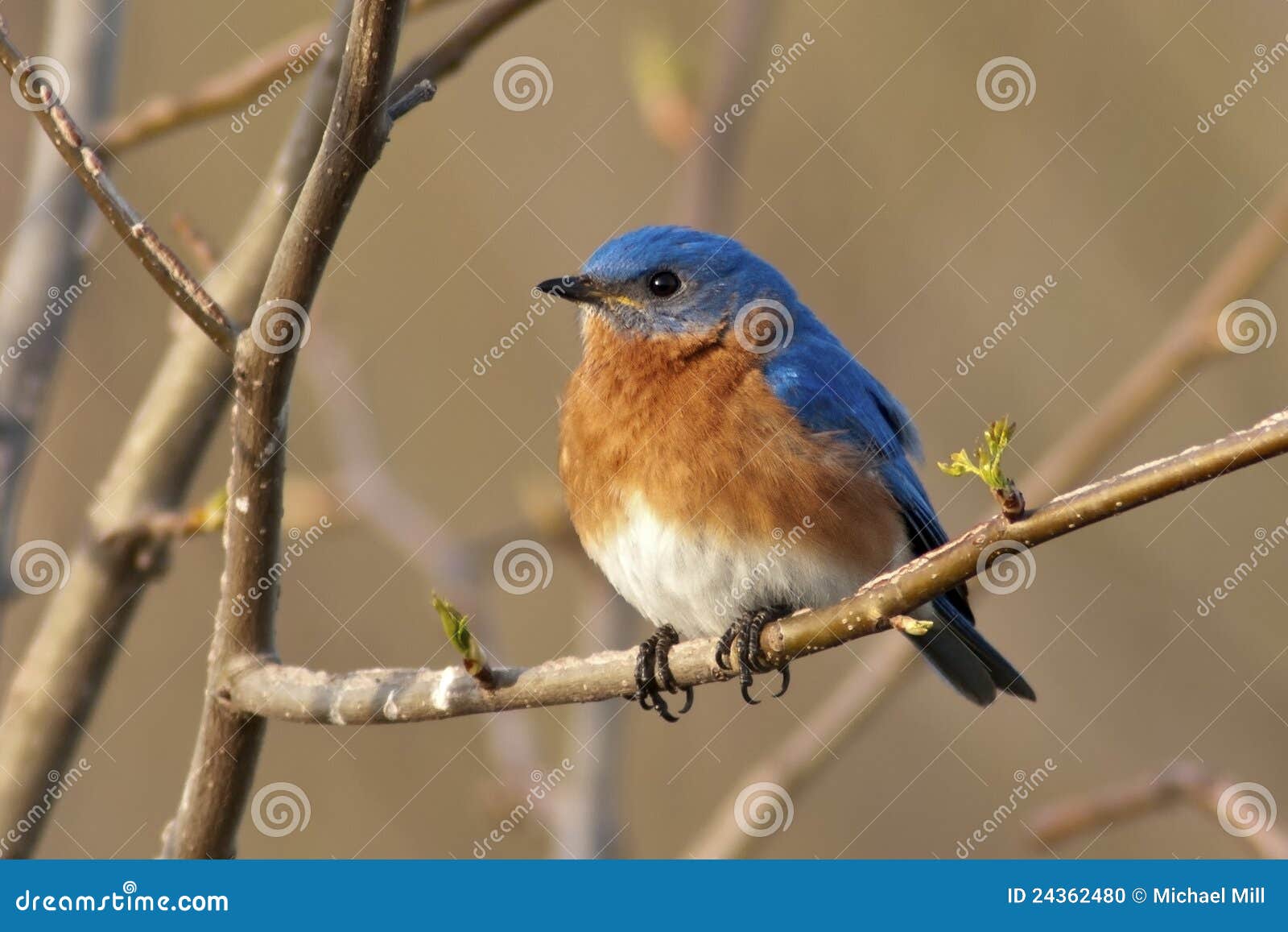Eastern Bluebird At Bird Box Royalty-Free Stock Image | CartoonDealer ...