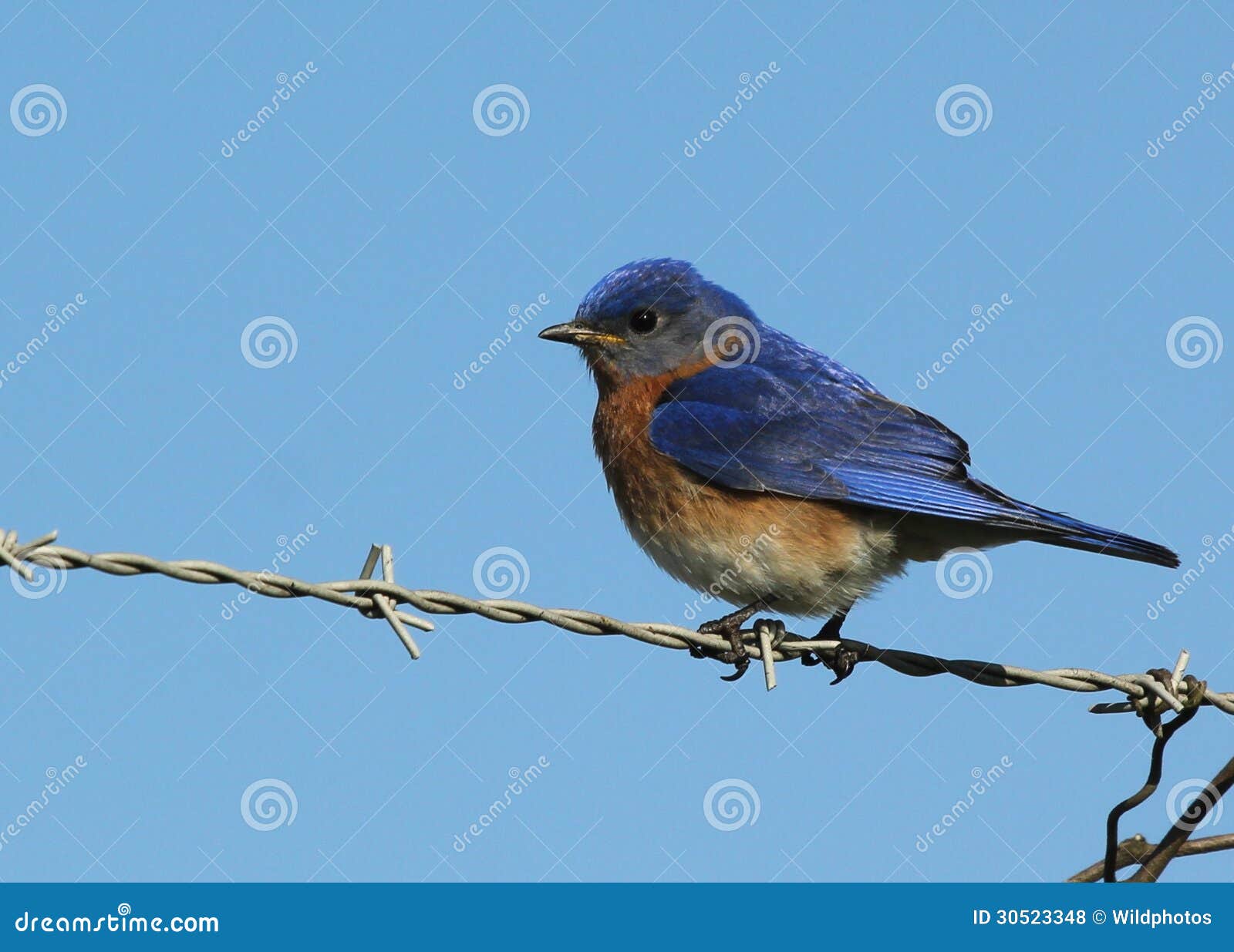 Eastern Bluebird stock photo. Image of ecotourism, fauna - 30523348