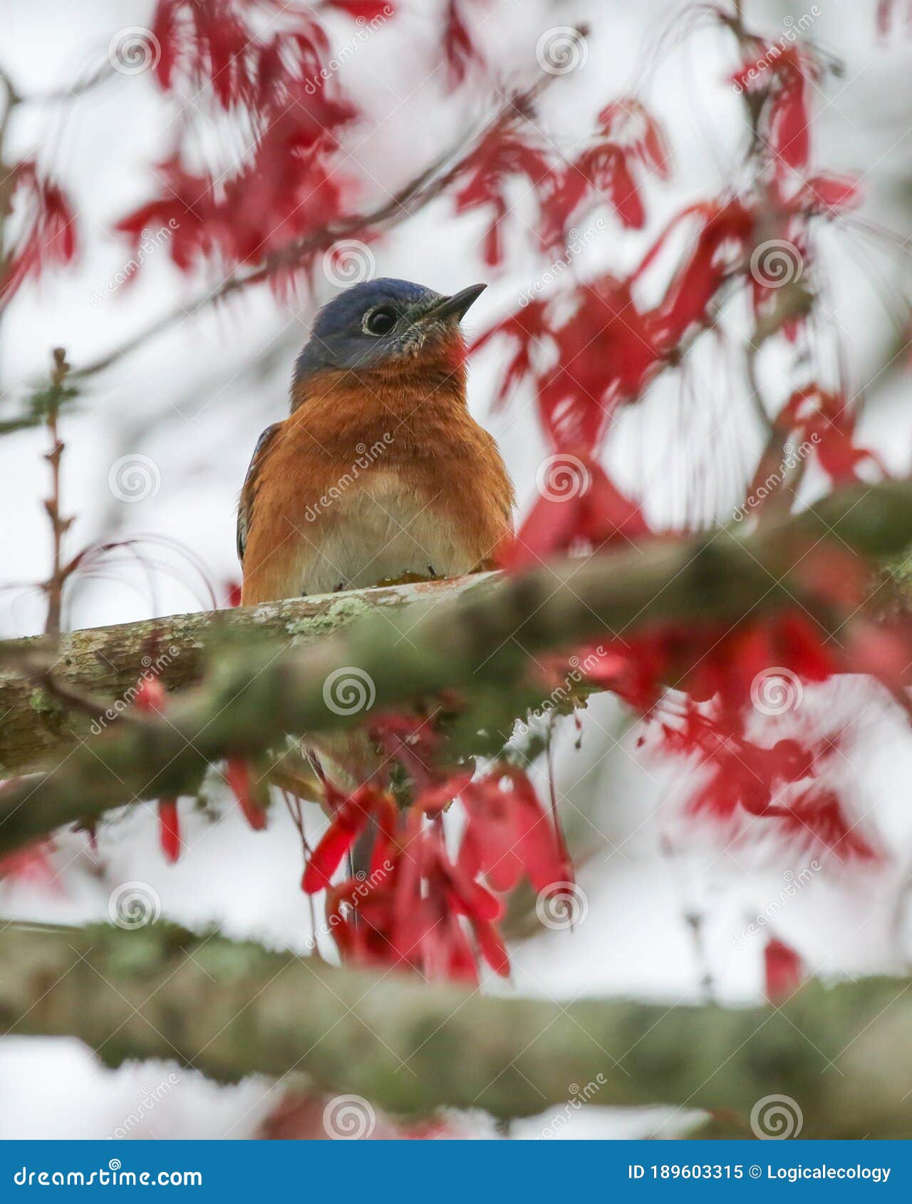 Eastern Bluebird in a Maple Tree Stock Image - Image of beach ...