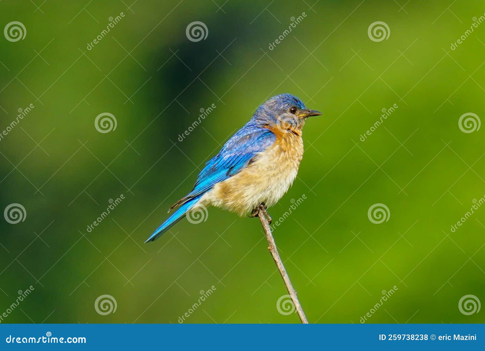 Eastern bluebird stock photo. Image of wildlife, eastern - 259738238