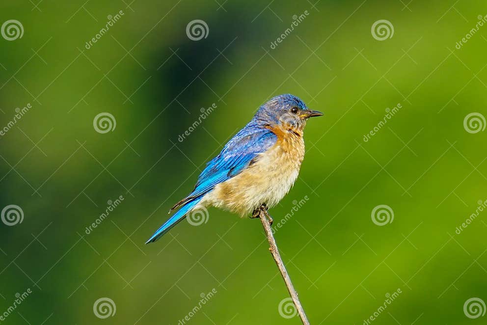Eastern bluebird stock photo. Image of wildlife, eastern - 259738238