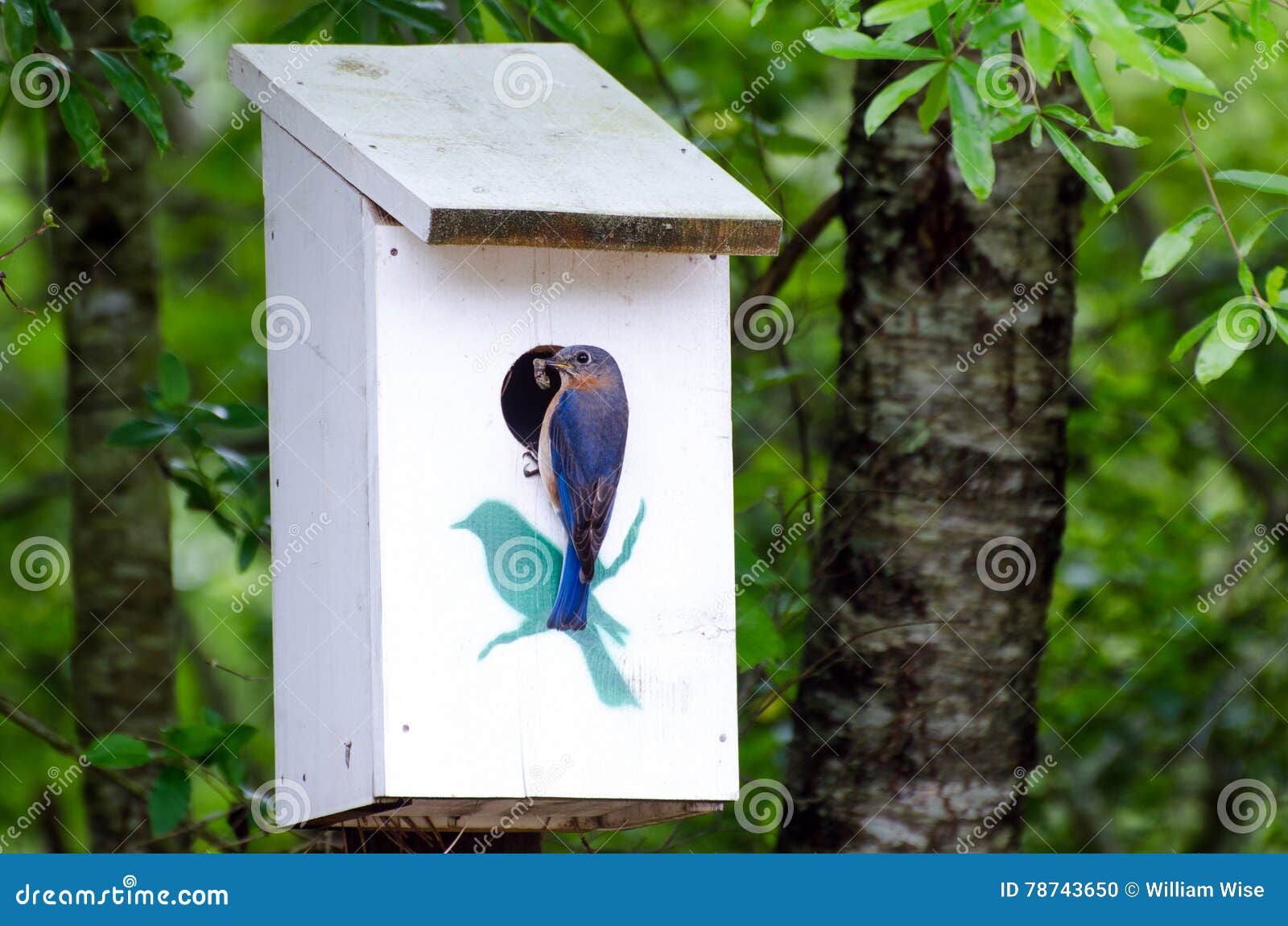 Eastern Bluebird at Nest Box Stock Photo - Image of fowl, heron: 78743650