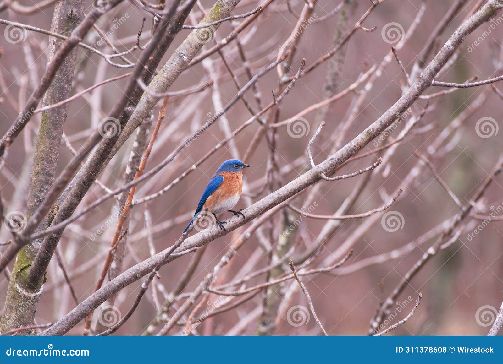 Eastern Bluebird Perched on a Leafless Tree Branch Stock Photo - Image ...
