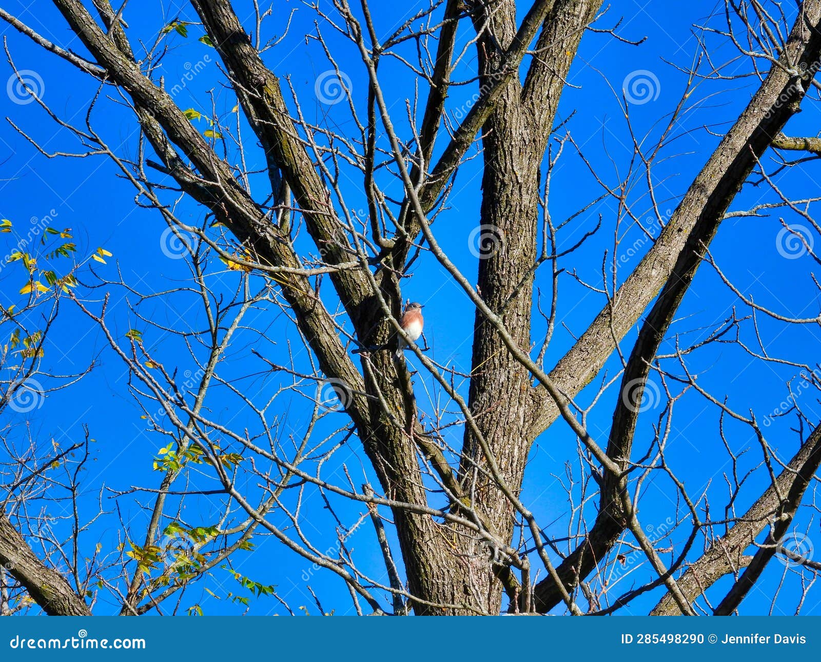 Eastern Bluebird Perched in a Tree Stock Photo - Image of feathers ...