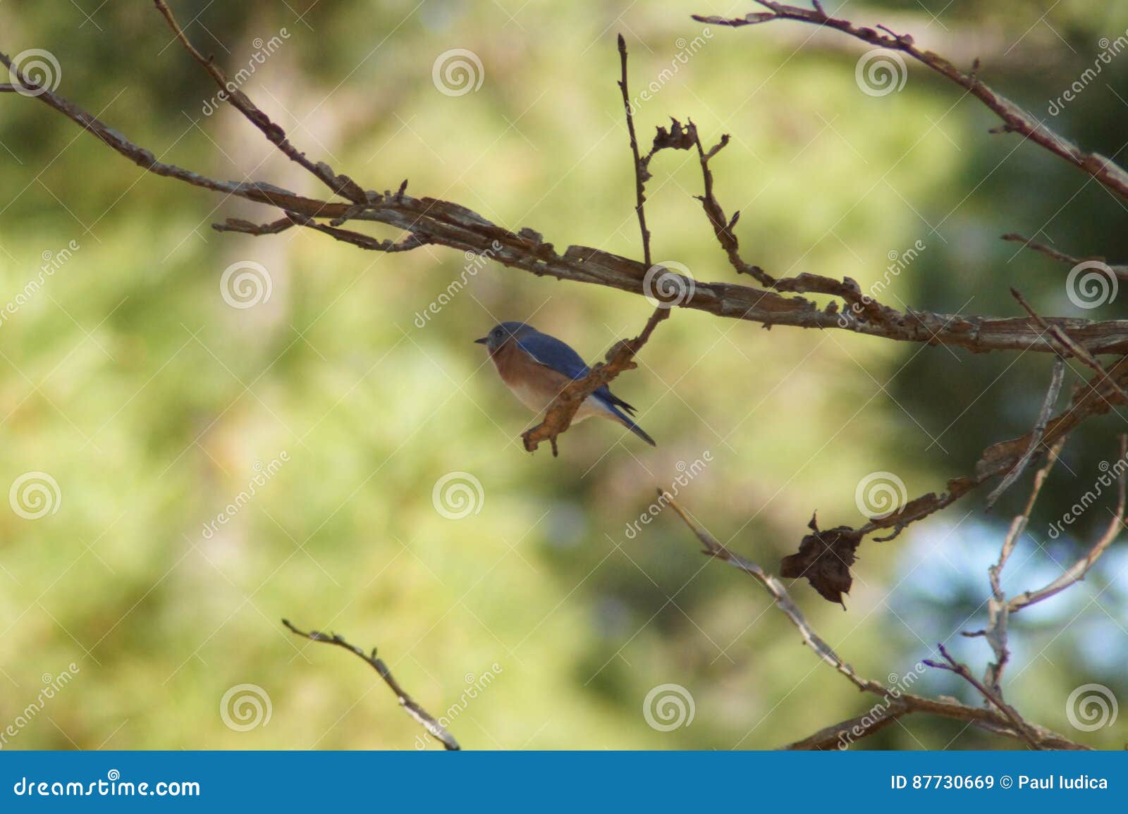 Eastern bluebird stock image. Image of sitting, eastern - 87730669
