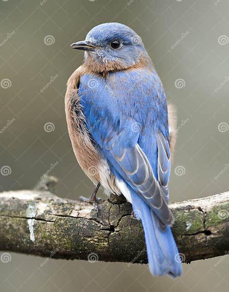 Eastern bluebird portrait stock photo. Image of bluebird - 4535754