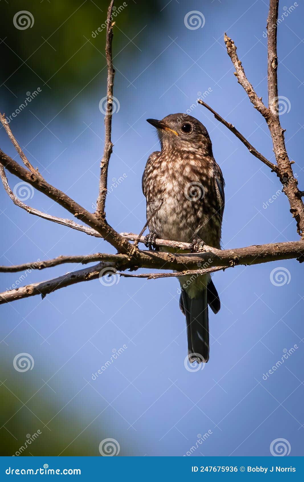 Eastern Bluebird Resting on a Tree Branch Stock Photo - Image of tree ...