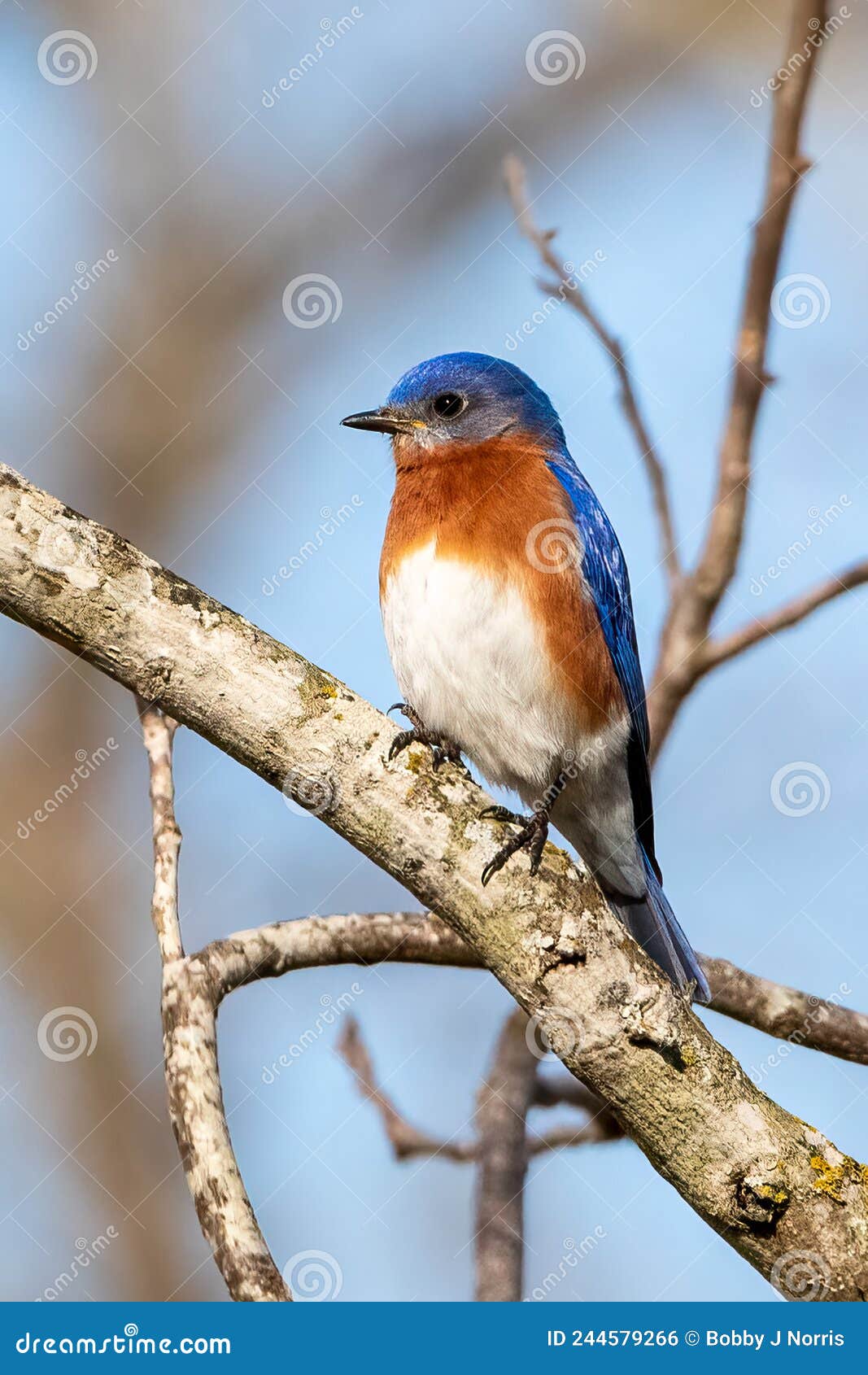 Eastern Bluebird Resting on a Tree Branch Stock Photo - Image of branch ...