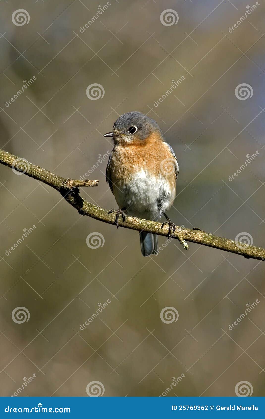 Eastern Bluebird (Siala Sialis) Stock Photo - Image of eastern ...