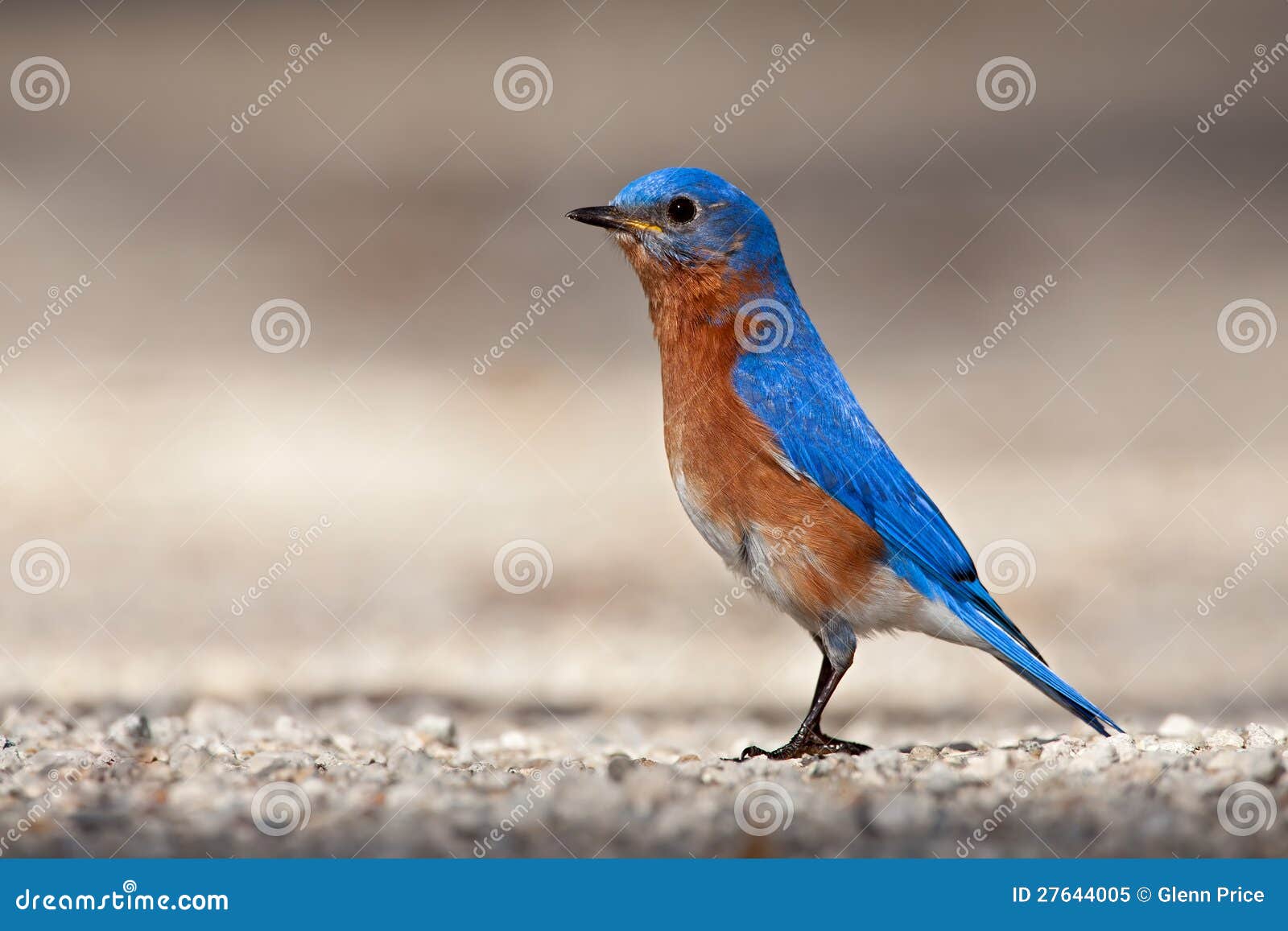 Eastern Bluebird (Sialia Sialis) Stock Image - Image of songbird, road ...
