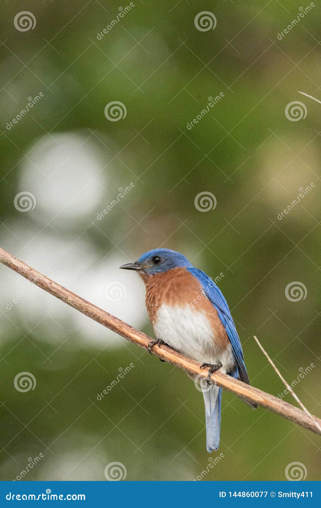 Eastern Bluebird Sialia Sialis on a Pine Tree Stock Image - Image of ...