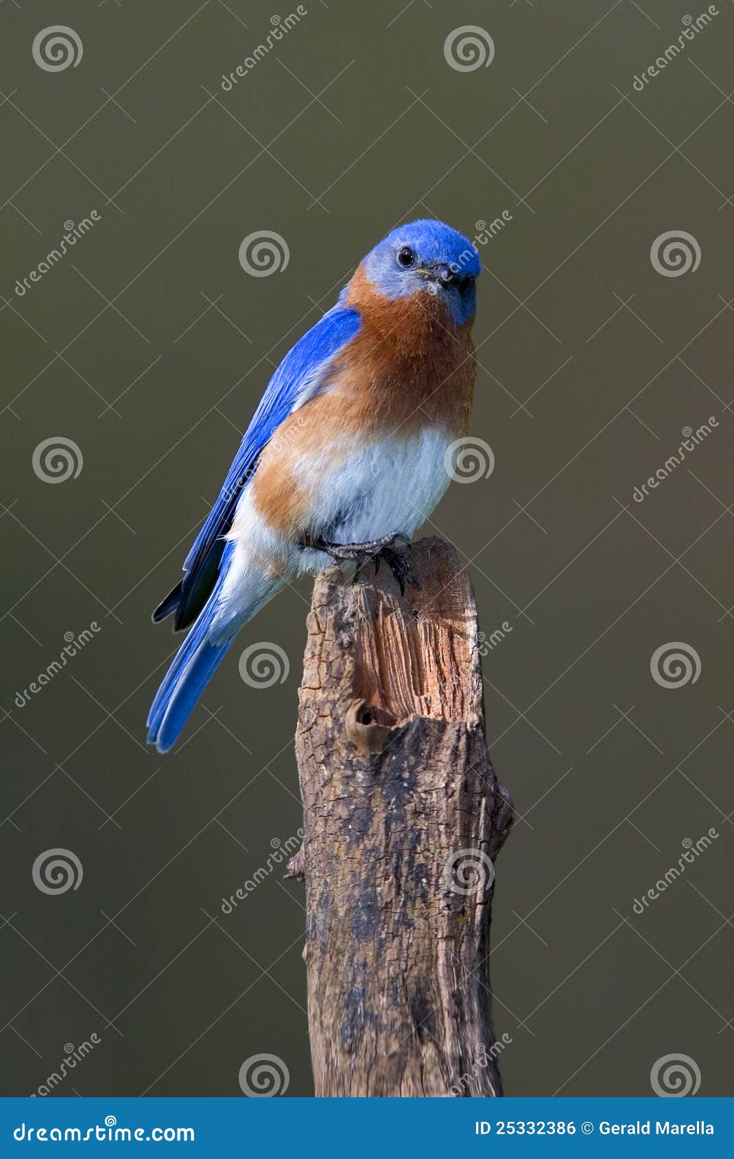 Eastern Bluebird (Sialias Sialis) Stock Photo - Image of songbird ...