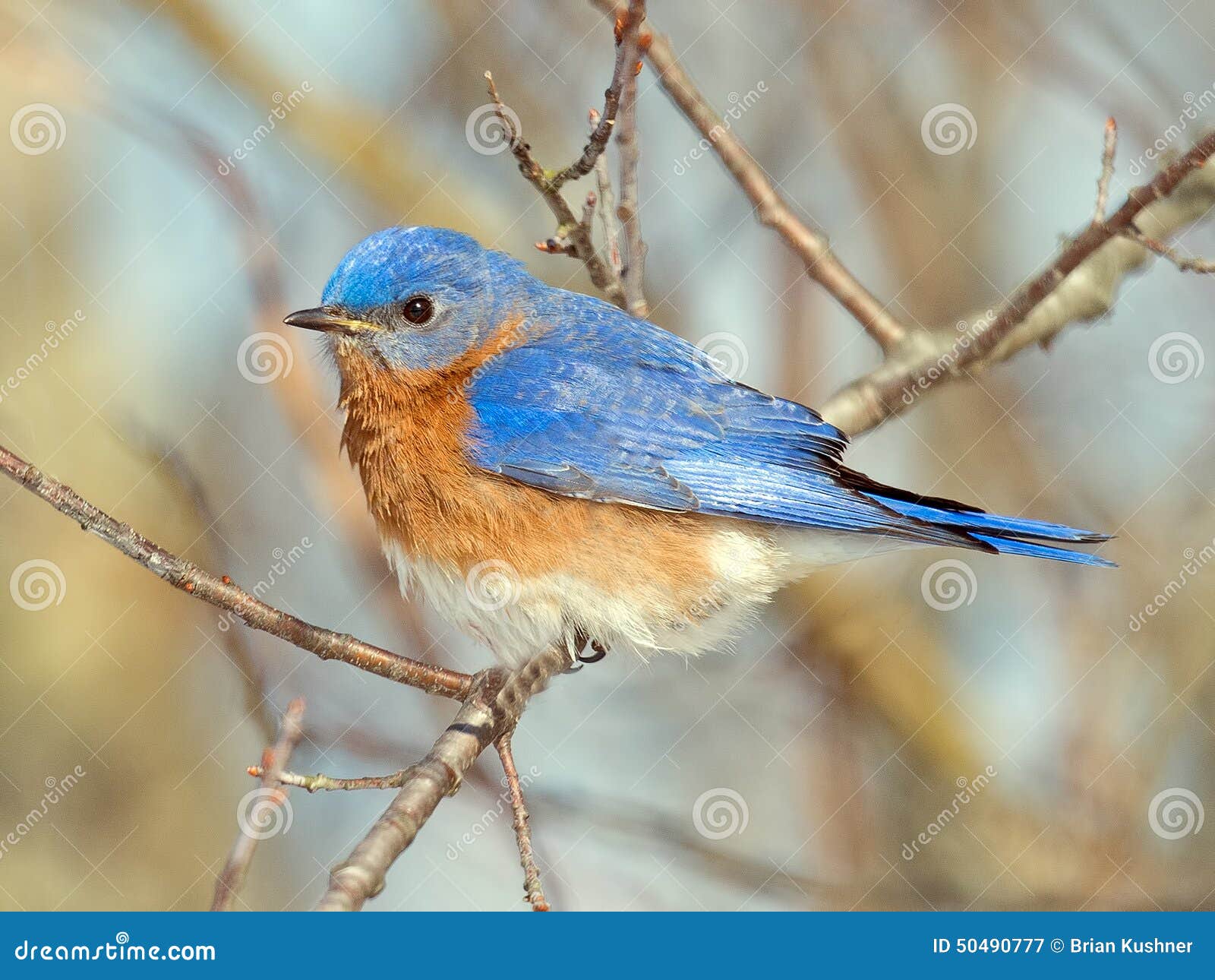 Eastern Bluebird stock image. Image of birds, yellow - 50490777