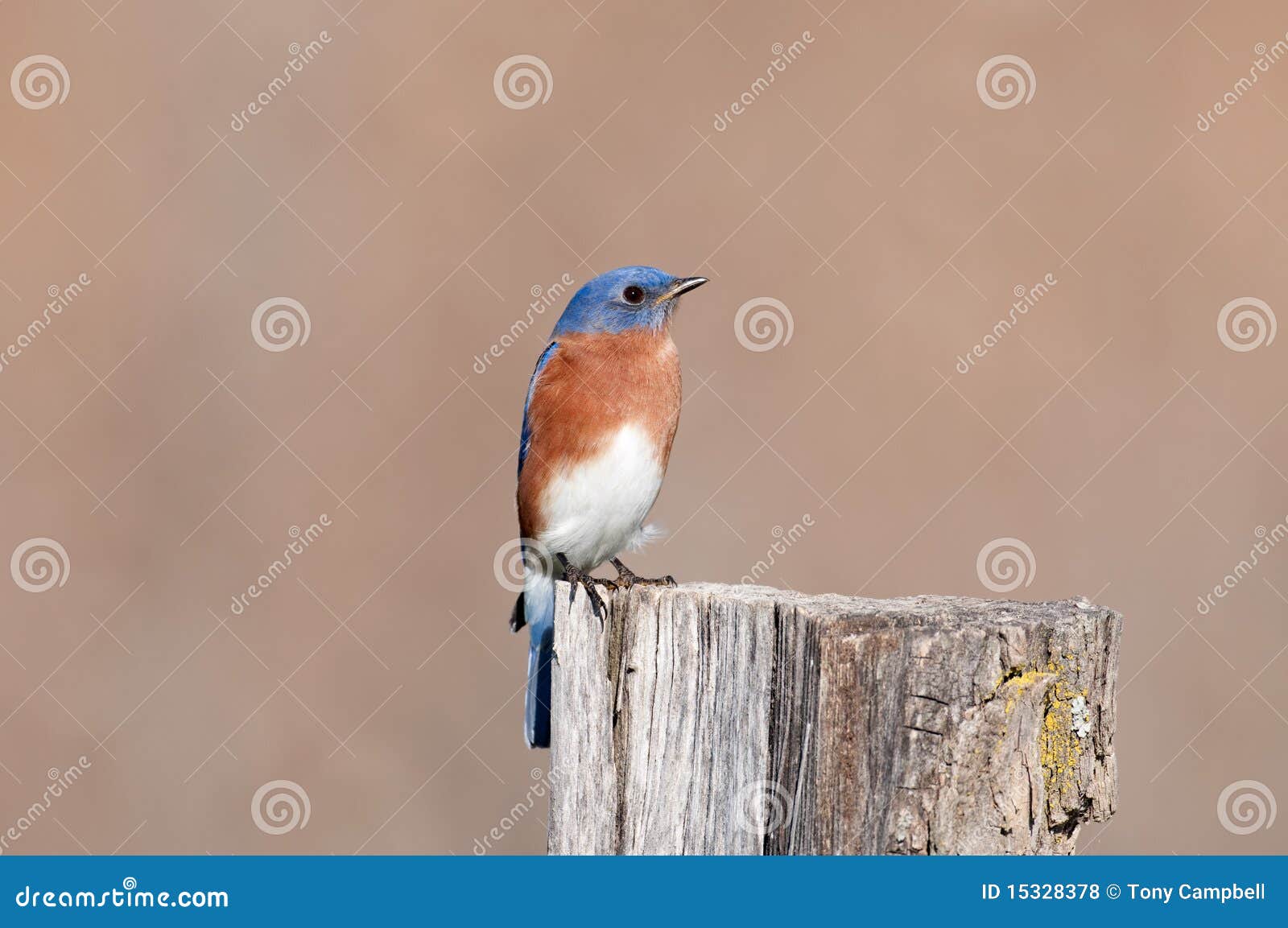 Eastern Bluebird Sitting on Post Stock Photo - Image of bird, outdoors ...