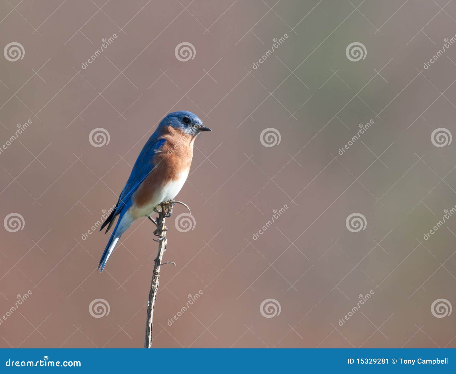 Eastern Bluebird Sitting on Post Stock Image - Image of blue, beak ...