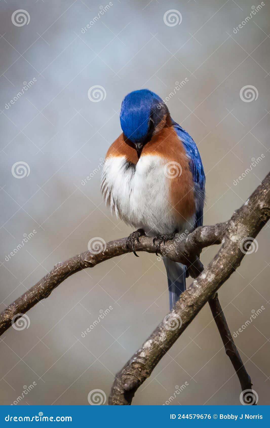 Eastern Bluebird Sleeping on a Tree Branch Stock Photo - Image of ...