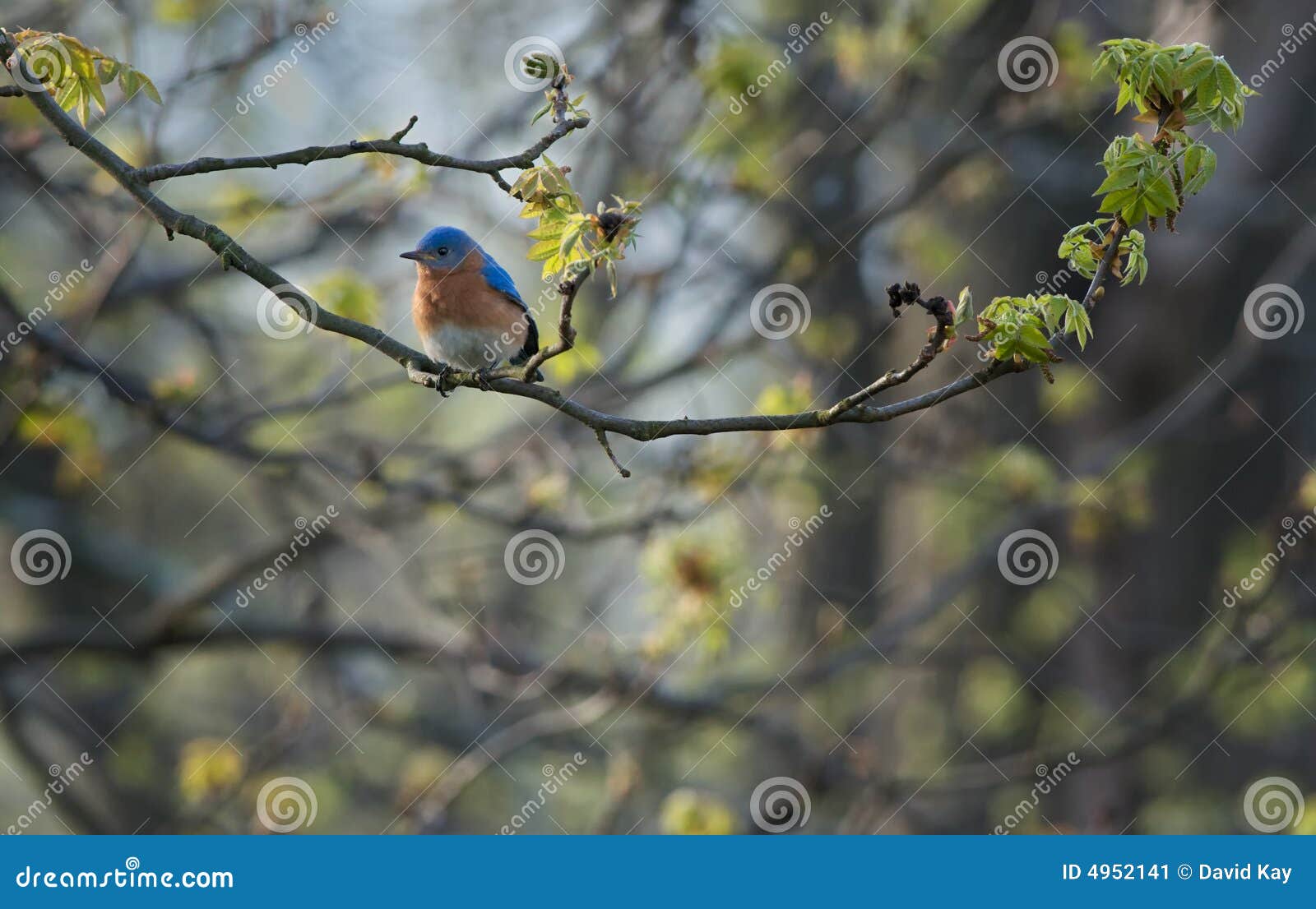 Eastern Bluebird in Spring on Tree Limb Stock Image - Image of branch ...