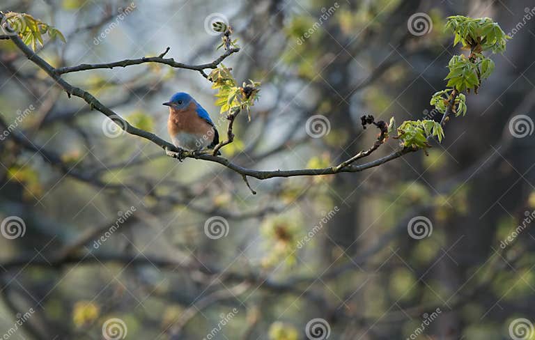Eastern Bluebird in Spring on Tree Limb Stock Image - Image of branch ...