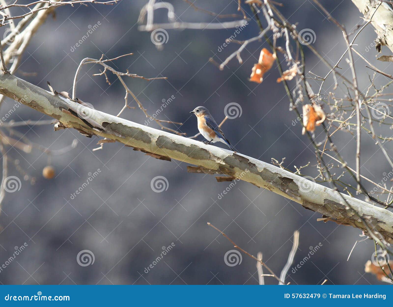 Eastern Bluebird on Sycamore Branch Stock Image - Image of bluebird ...