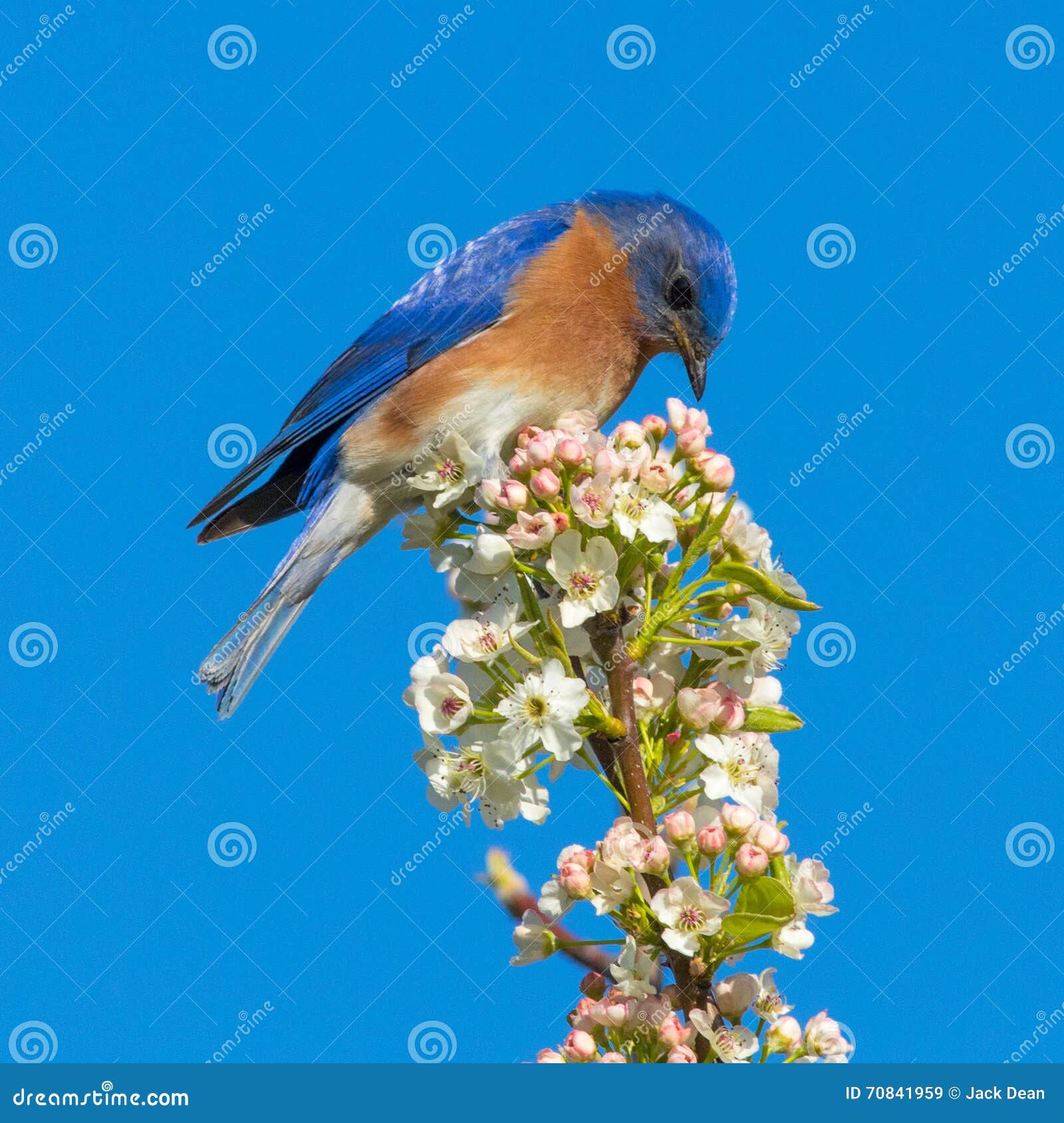 Eastern Bluebird stock image. Image of bird, spring, flowers - 70841959