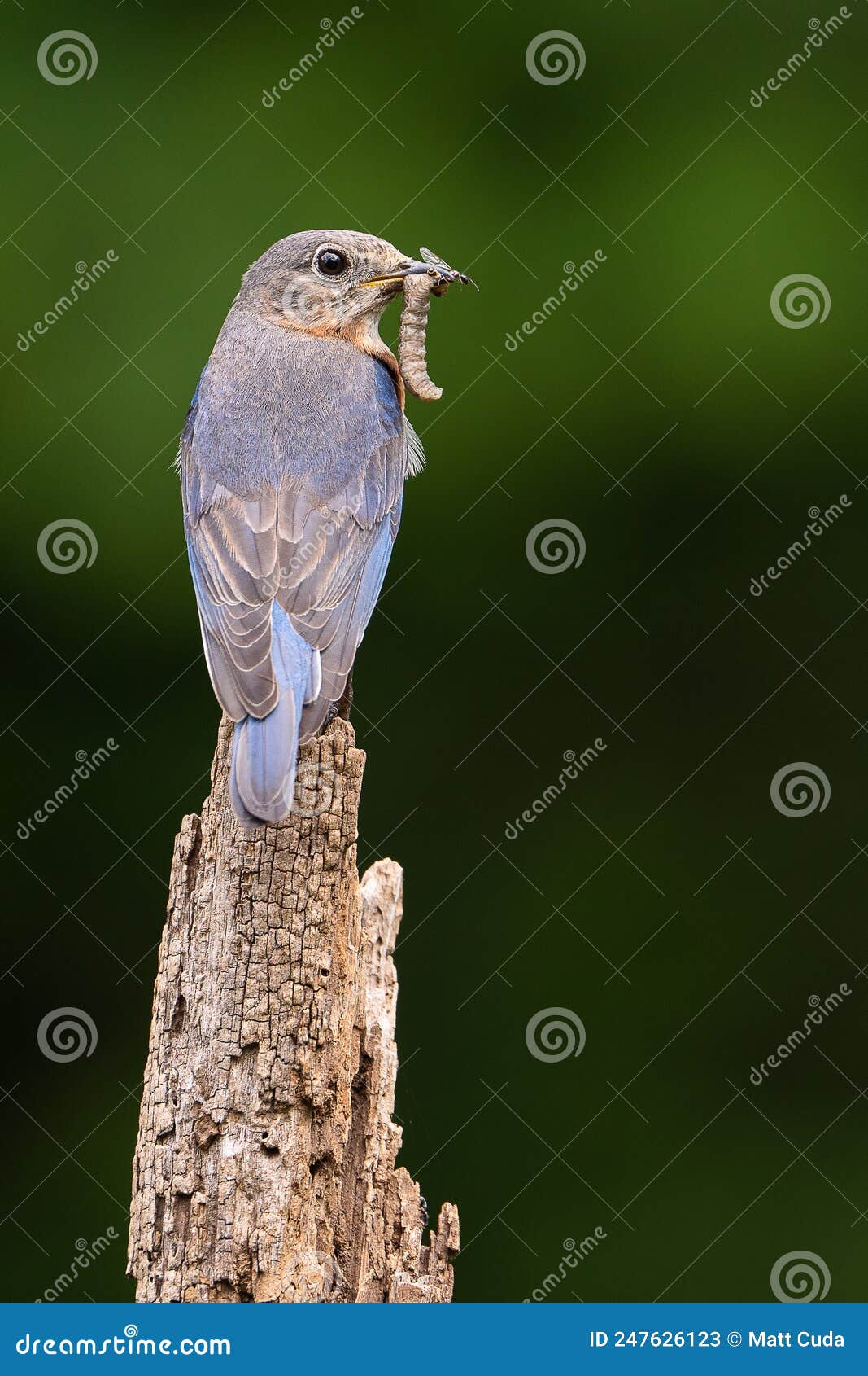Eastern Bluebird with Two Insects Stock Image - Image of forsyth ...
