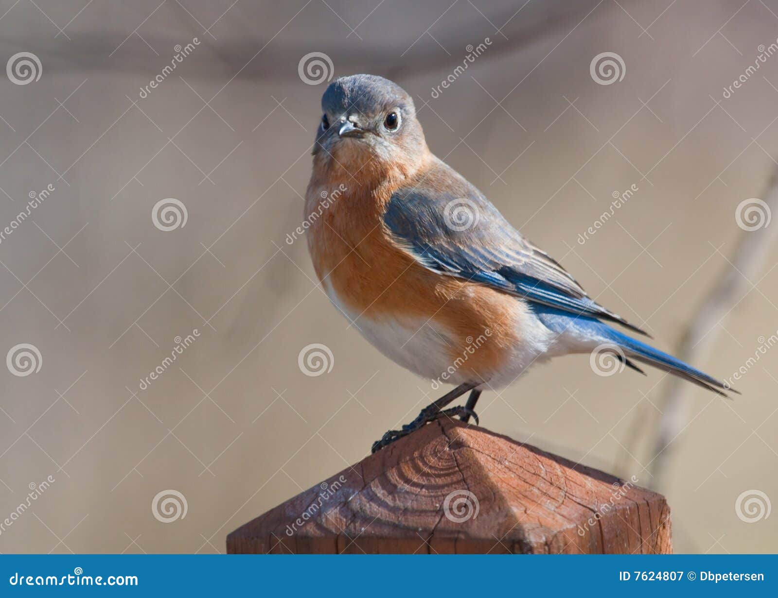 An Eastern Bluebird Watching. Stock Image - Image of feathers, alert ...