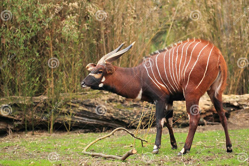 Eastern bongo stock image. Image of isaaci, striped, eurycerus - 27490079