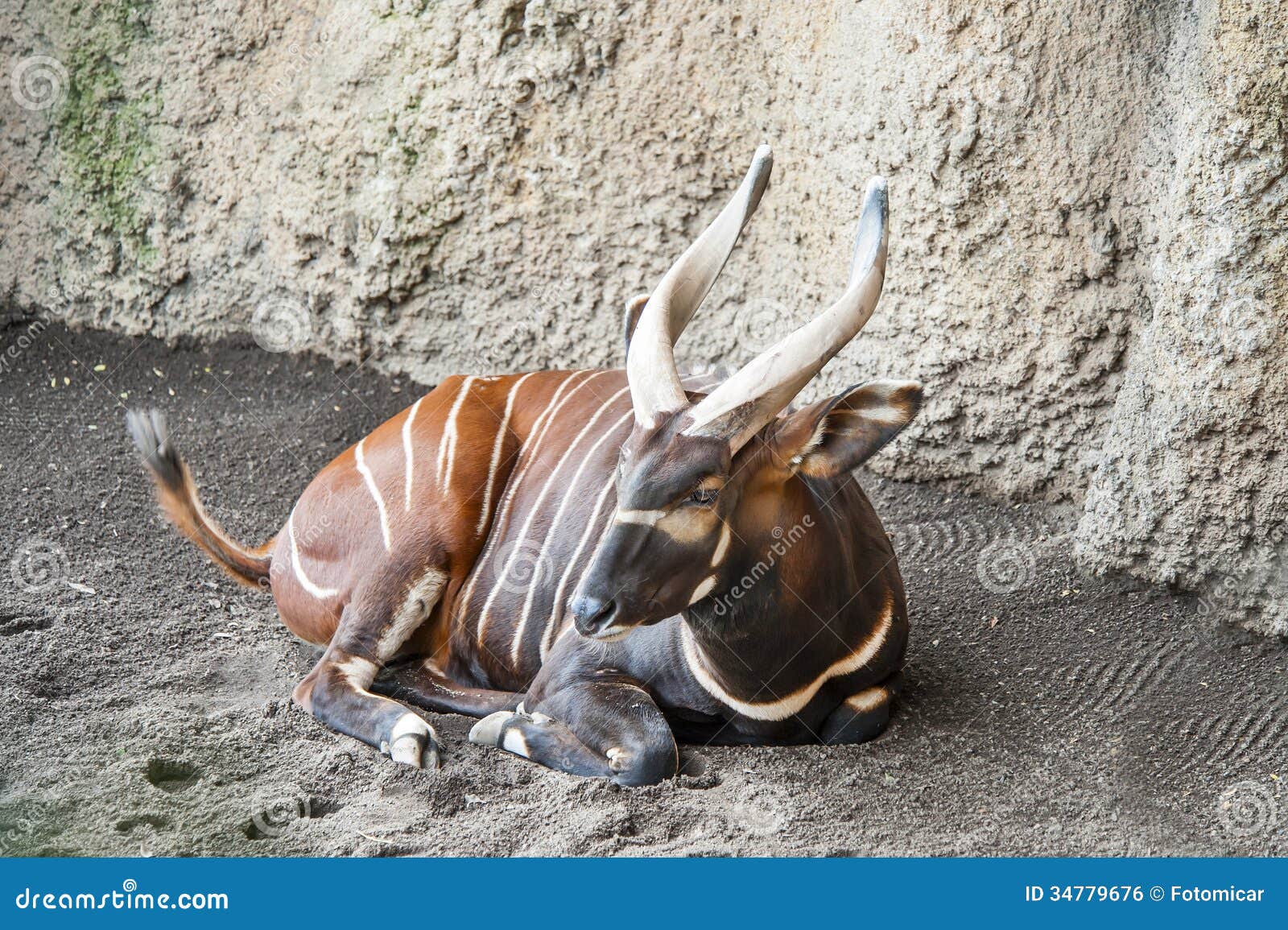 Eastern Bongo stock photo. Image of horns, black, lying - 34779676