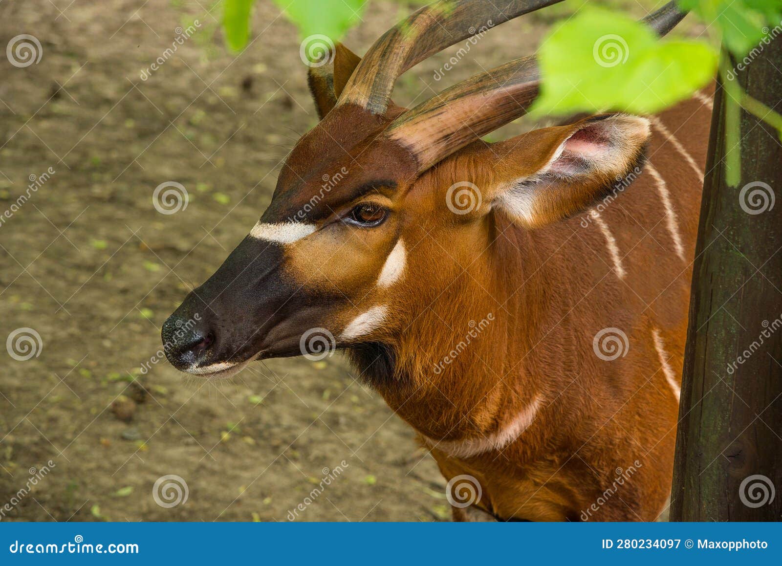 Eastern Bongo Head Detail with a Blurry Leaves Stock Image - Image of ...