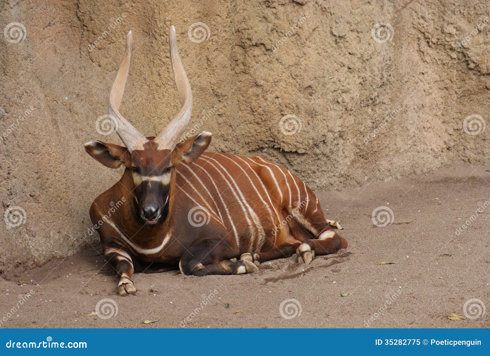 Eastern Bongo - Tragelaphus Eurycerus Isaaci Royalty-Free Stock Photo ...
