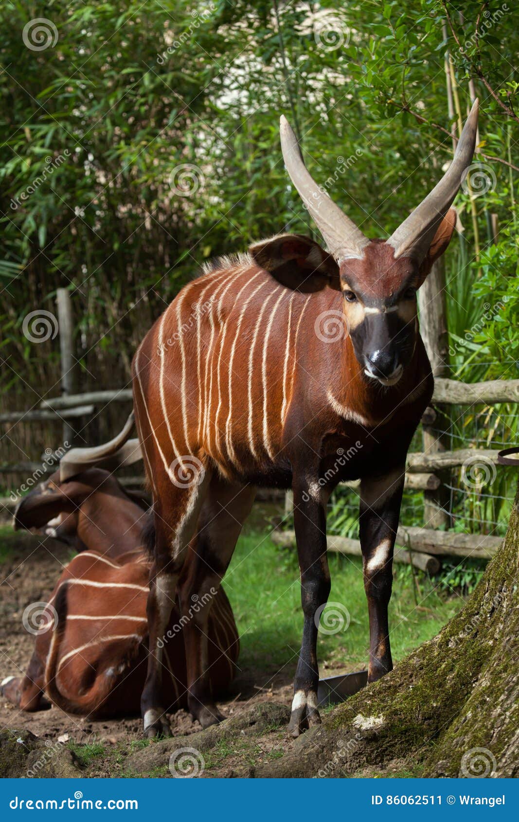 Eastern Bongo (Tragelaphus Eurycerus Isaaci) Stock Photo ...