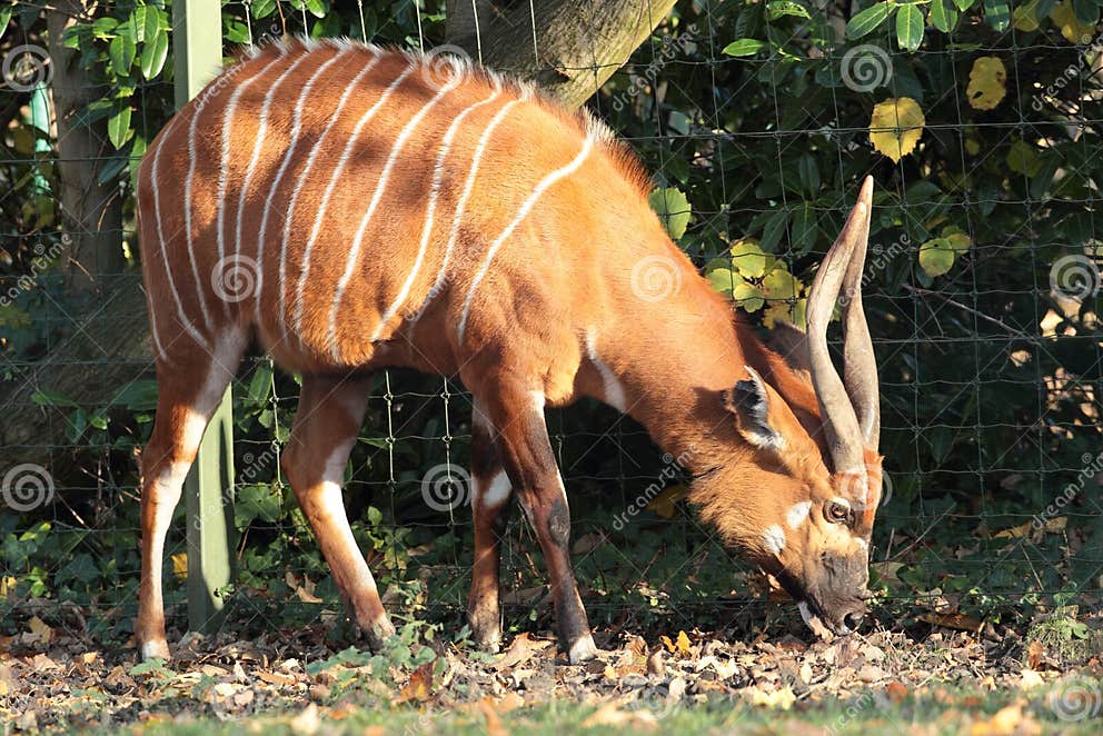 Eastern bongo. stock image. Image of wildlife, rare, deers - 35781541