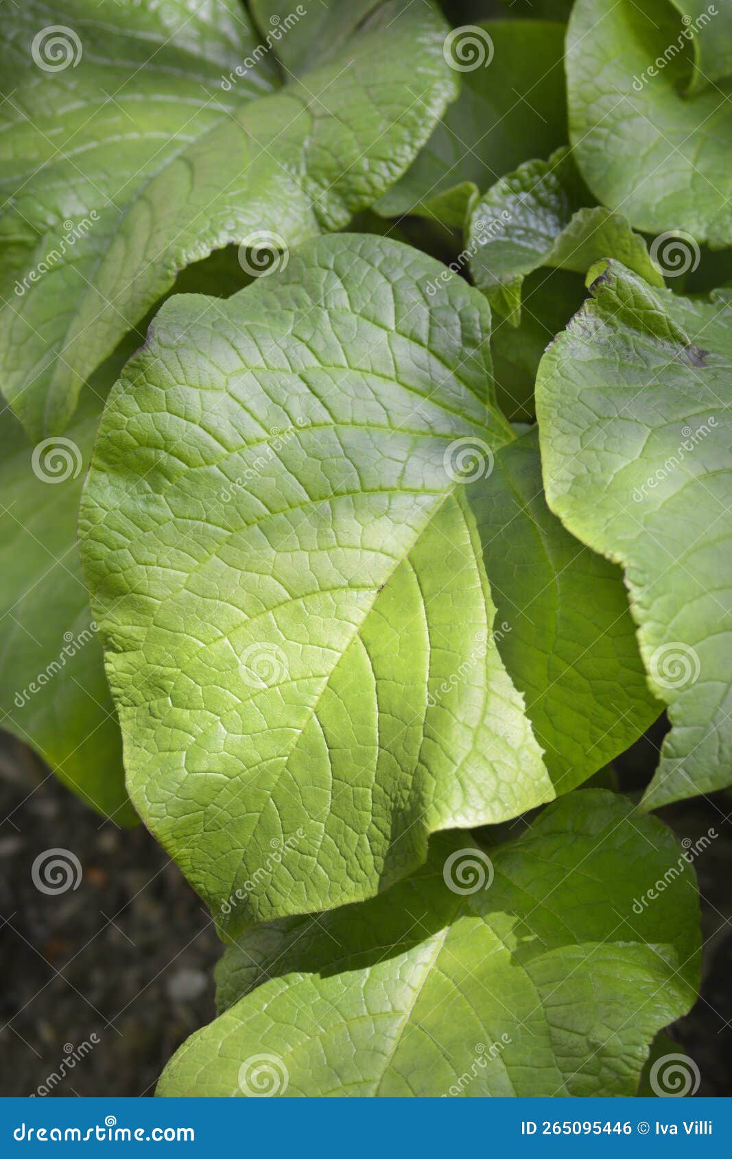 Eastern borage stock photo. Image of nature, botany - 265095446