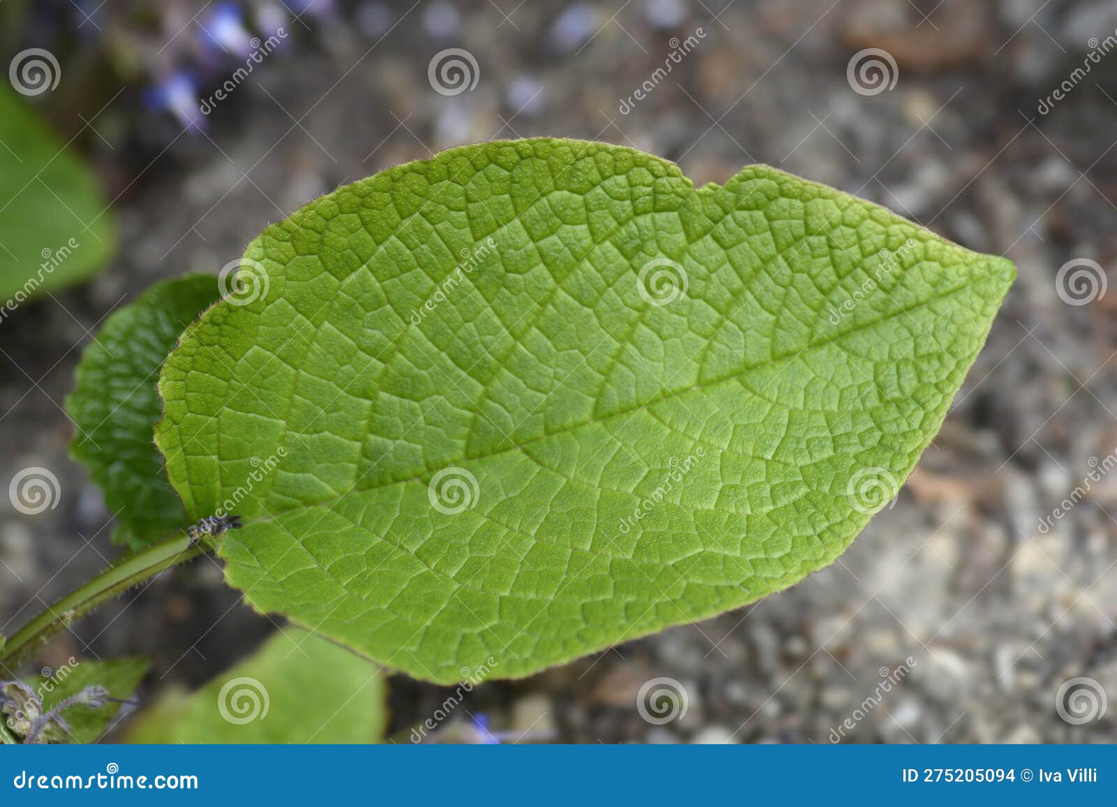 Eastern borage stock photo. Image of botany, eastern - 275205094