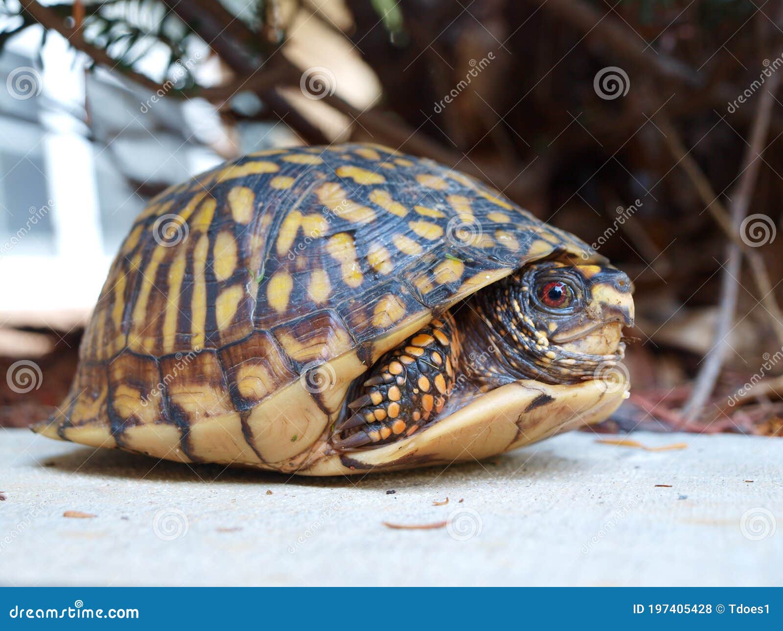 Eastern Box Tortoise stock photo. Image of reptile, wildlife - 197405428