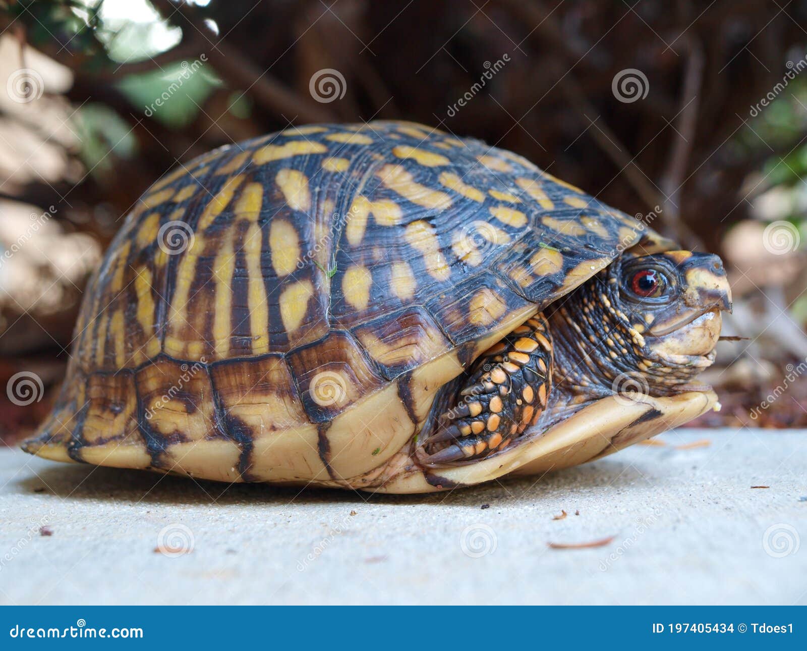 Eastern Box Tortoise stock photo. Image of land, animal - 197405434