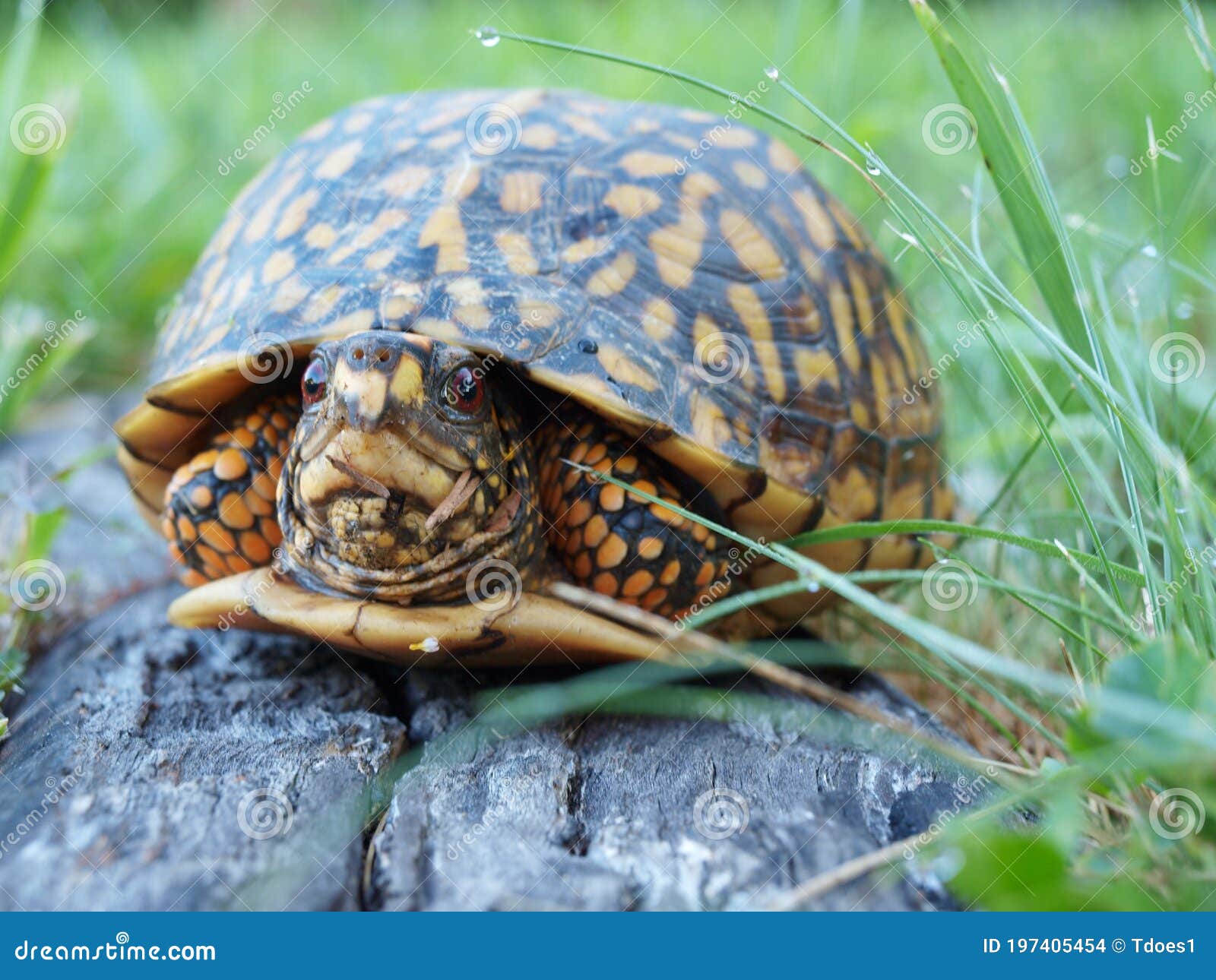 Eastern Box Tortoise stock photo. Image of animal, shell - 197405454