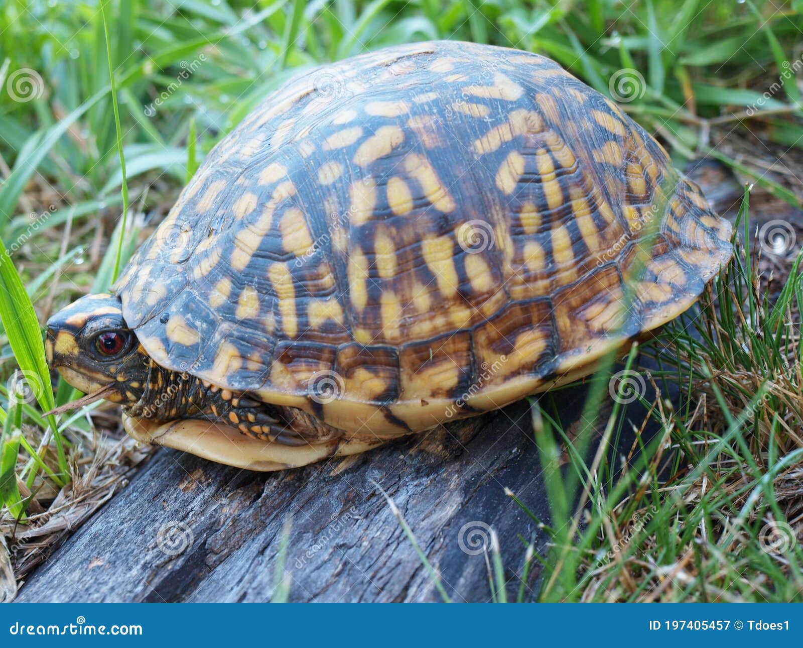 Eastern Box Tortoise stock image. Image of tortoise - 197405457