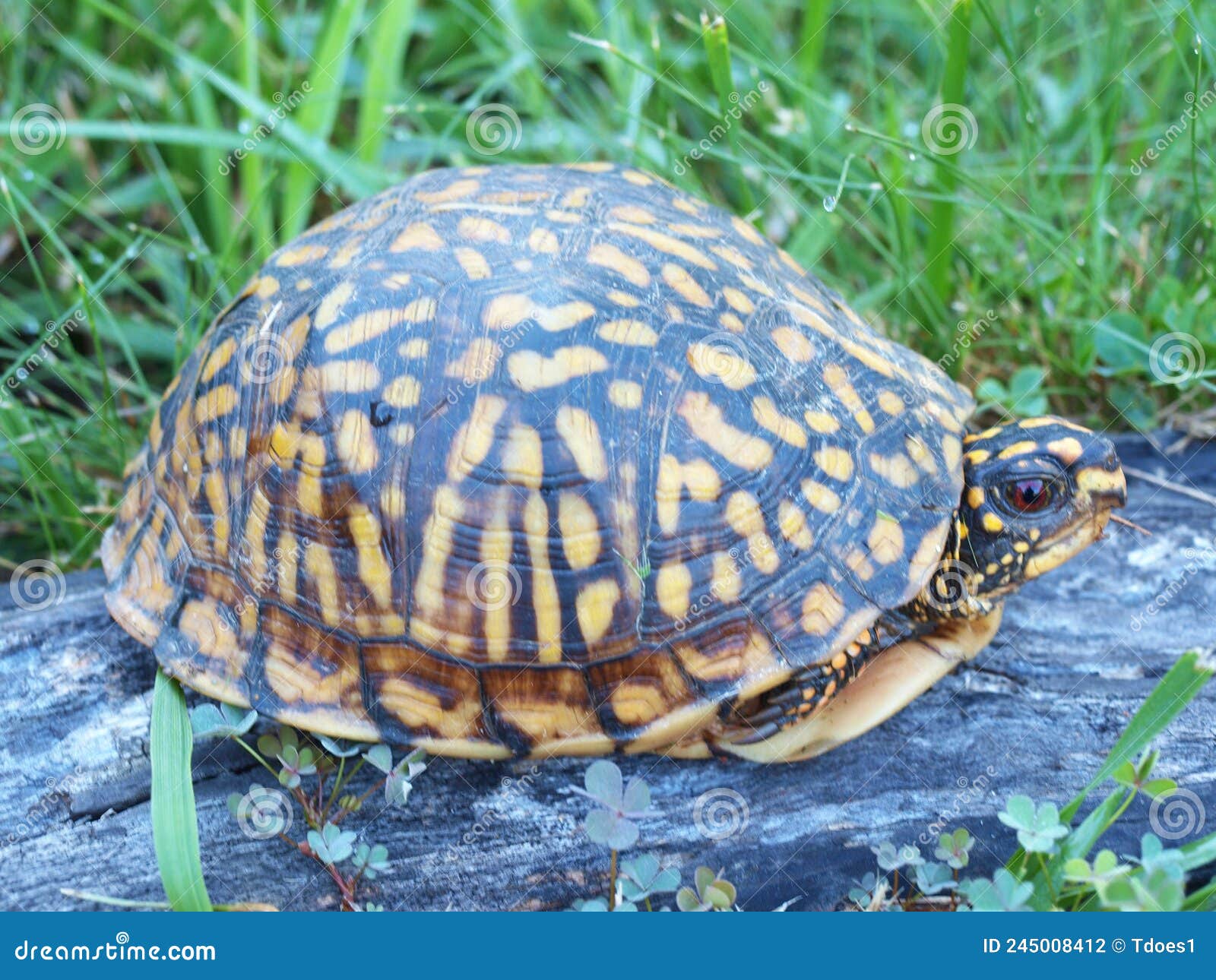 Eastern Box Tortoise Hiding Its Shell Protection Stock Photos - Free ...
