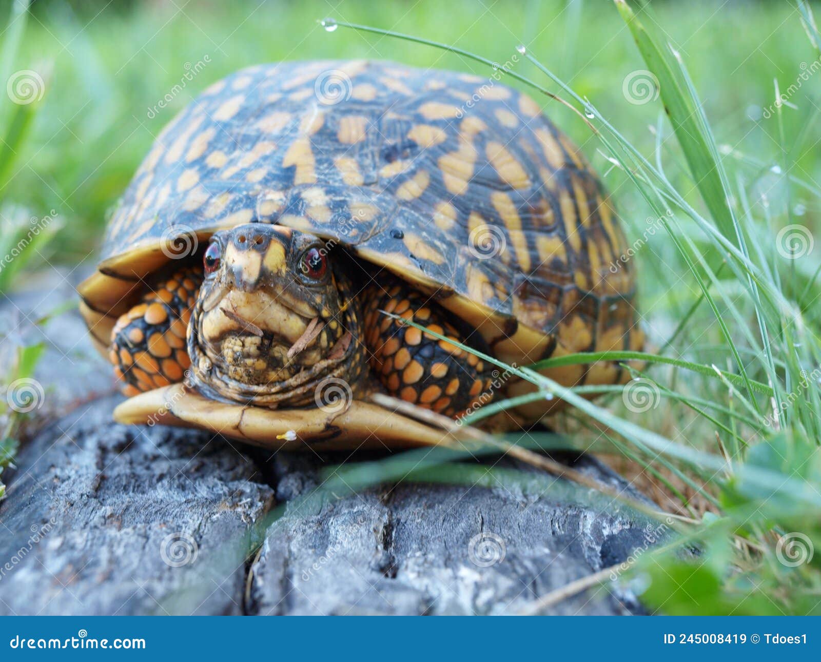 Eastern Box Tortoise stock image. Image of eastern, animal - 245008419