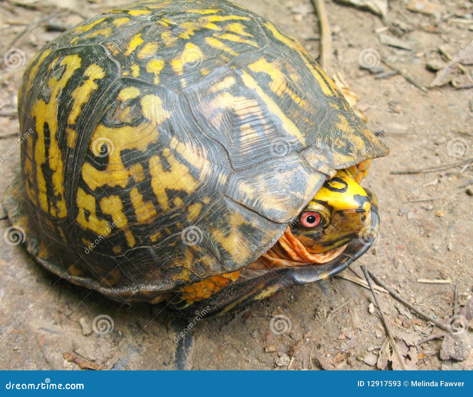 Eastern Box Turtle stock image. Image of animals, gold - 12917593