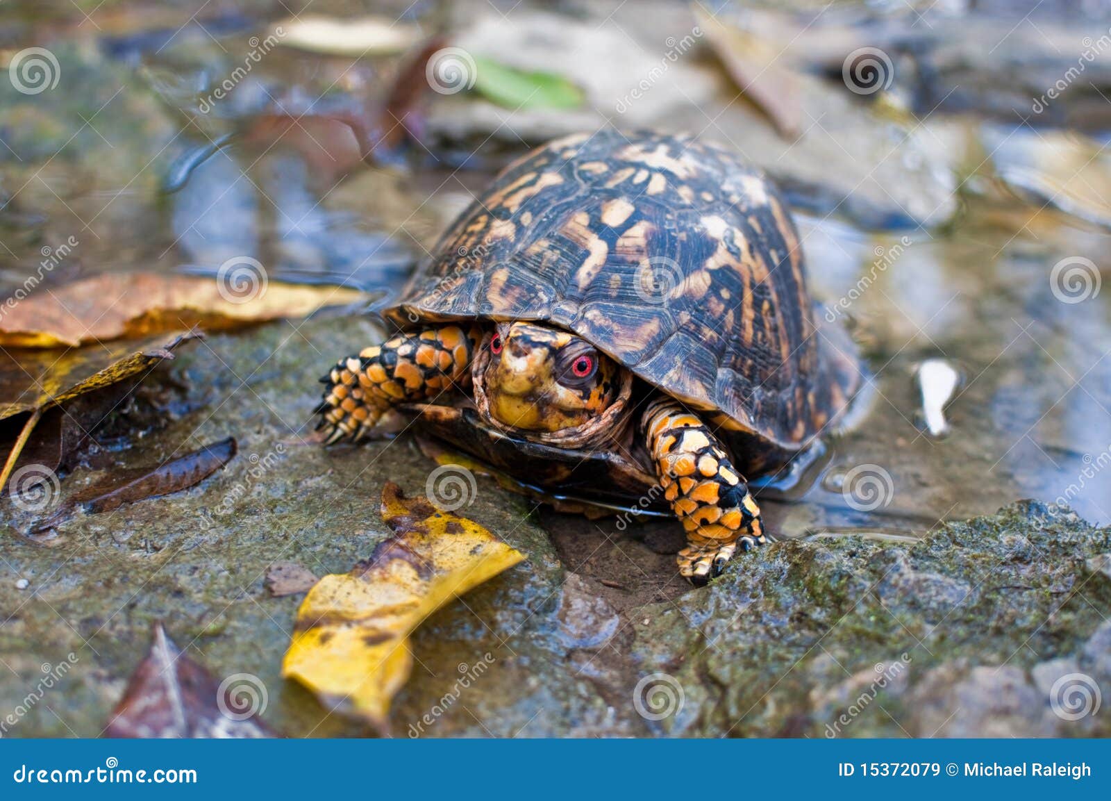 Eastern Box Turtle Royalty-Free Stock Photography | CartoonDealer.com ...