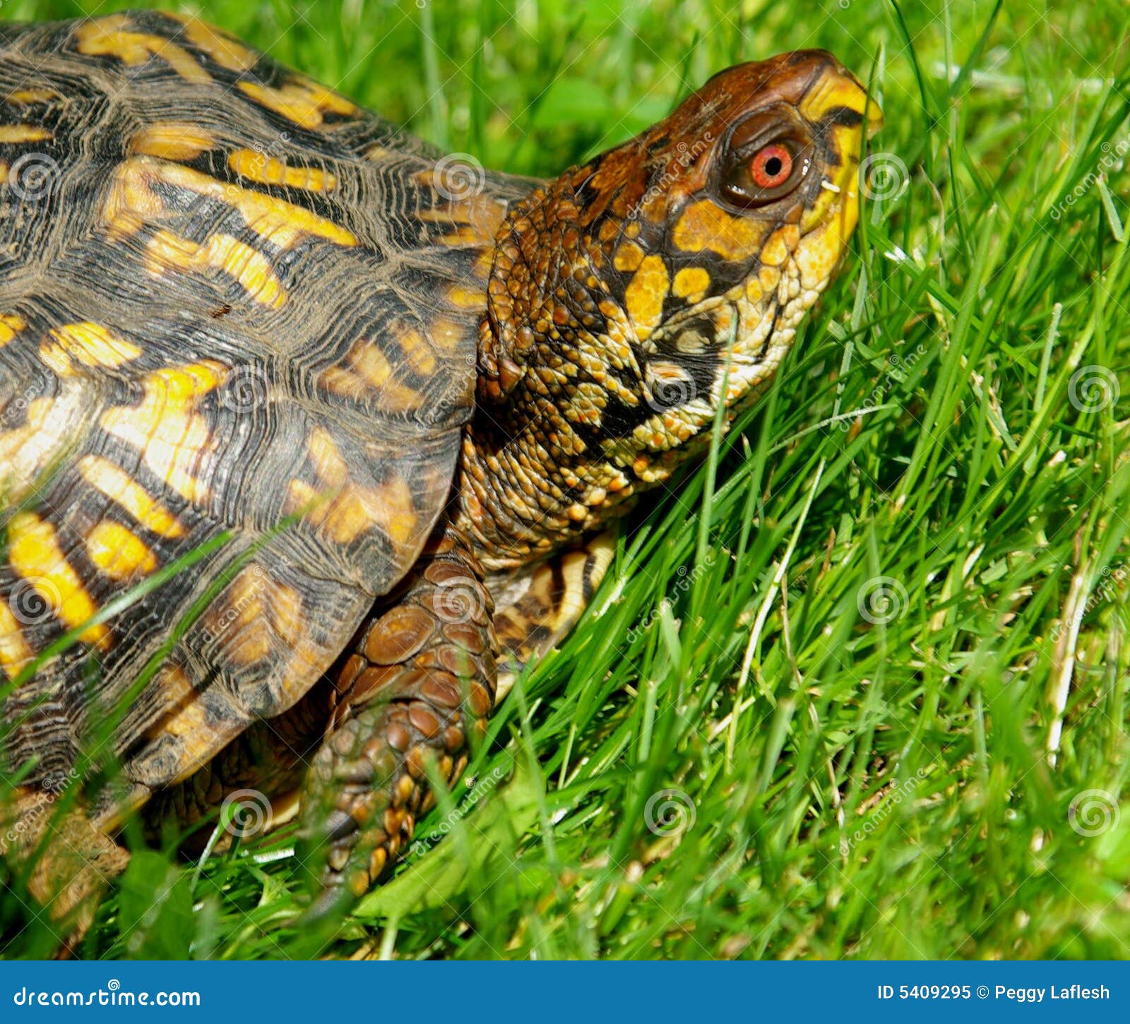 Eastern Box Turtle 3 stock image. Image of reptile, saved - 5409295