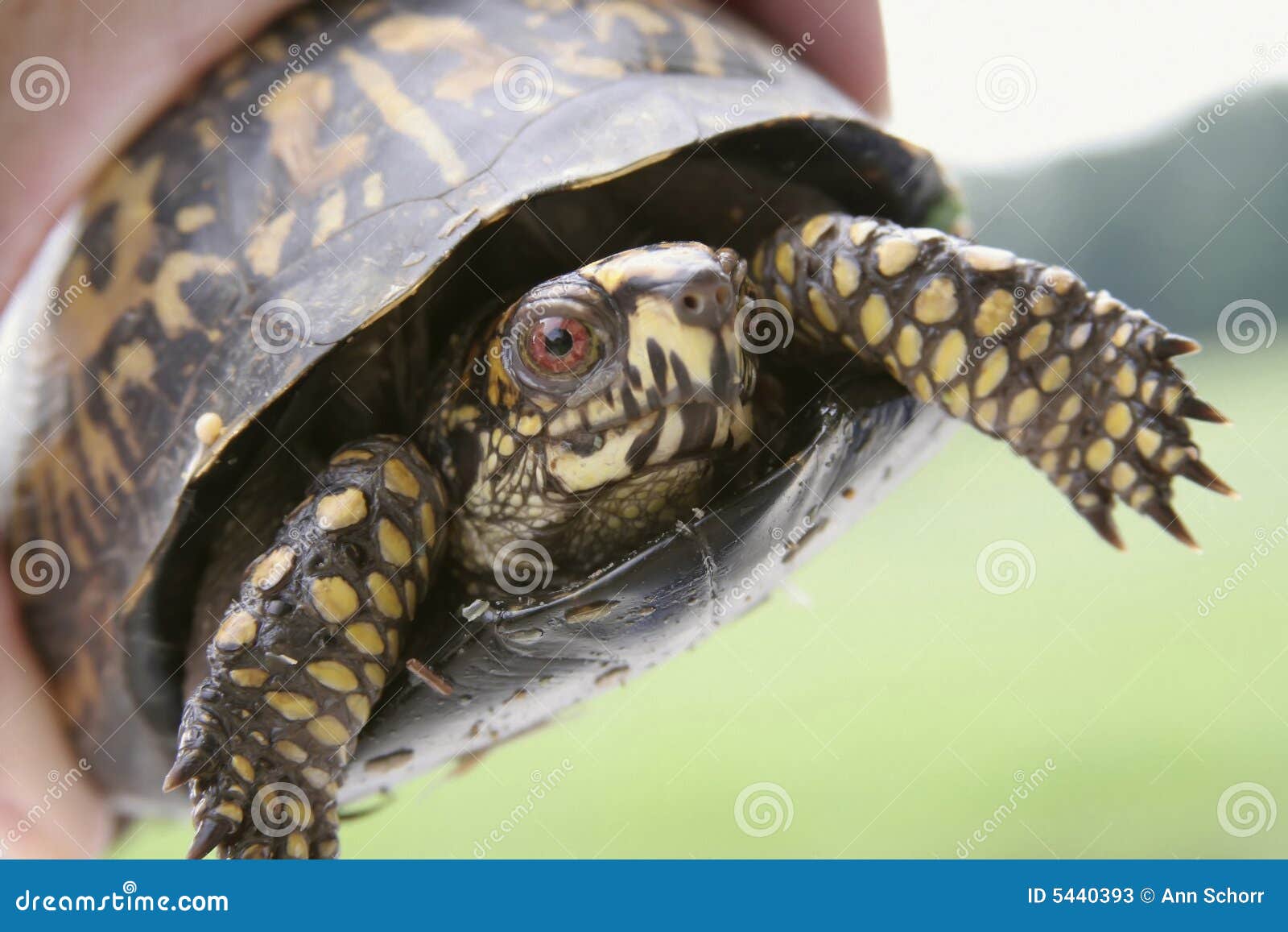 Eastern Box Turtle stock image. Image of background, tortuga - 5440393