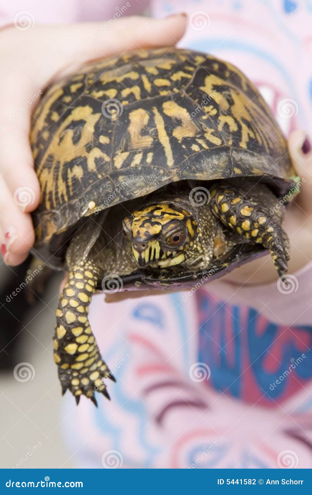 Eastern box turtle stock photo. Image of detail, hands - 5441582